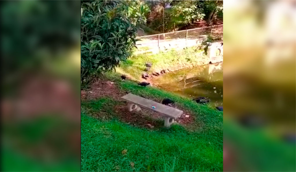 Autoridades ambientales intervinieron en Rionegro el lago de Vegas de ...