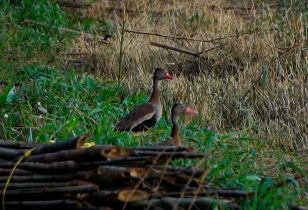 ¡Qué bonito! Familia de patos engalana la planta de aguas residuales de ...