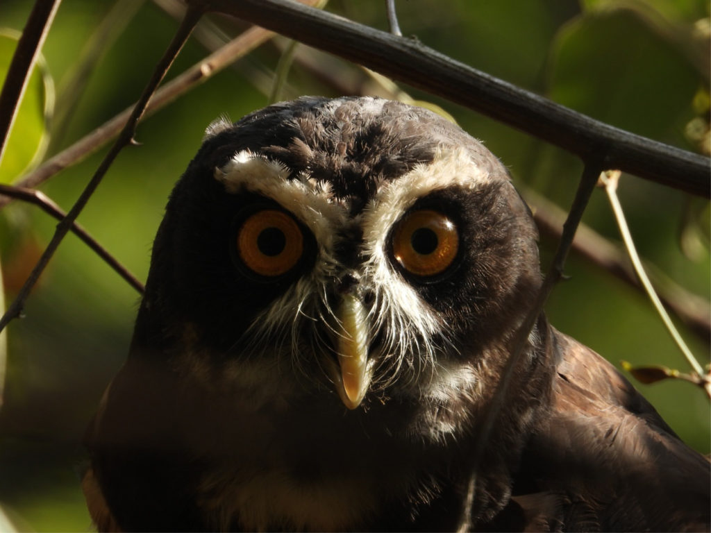 Tras casi un año de recuperación, un búho de anteojos fue liberado en ...